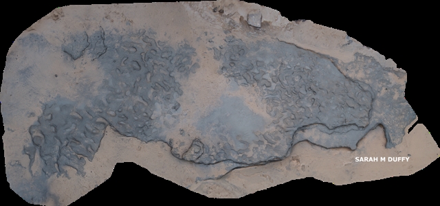 Nat’l History Museum / AHOB / Happisburgh: Survey of Early Pleistocene ...